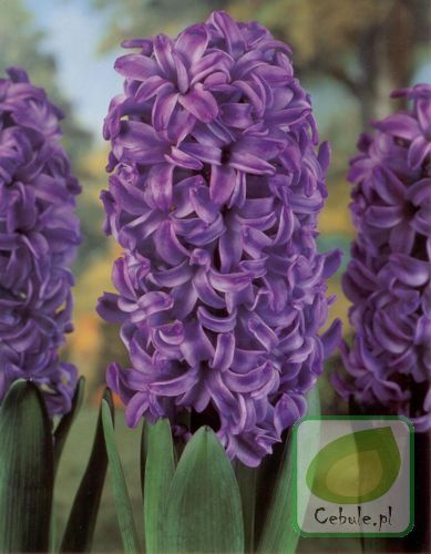 Hiacynt Tani Atlantic - Ceny i opinie - Ceneo.pl