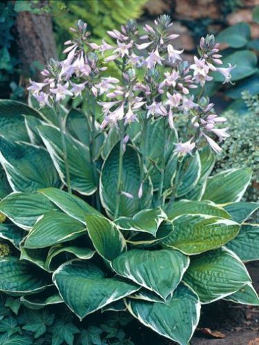 Funkia (Hosta) Green Gold - Ceny i opinie - Ceneo.pl