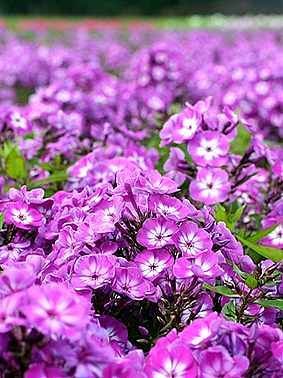 Floks (Phlox) Uspech - Ceny i opinie - Ceneo.pl