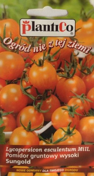 PlantiCo pomidor wysoki sungold mieszaniec 0,1g (1) - Ceny i opinie - Ceneo.pl