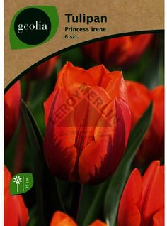 Geolia Tulipan Triumph PRINCESS IRENE - Ceny i opinie - Ceneo.pl