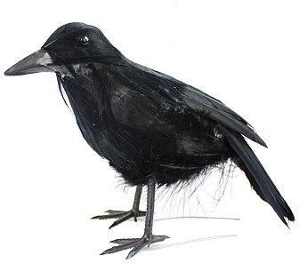 Wrona - Ceny i opinie - Ceneo.pl