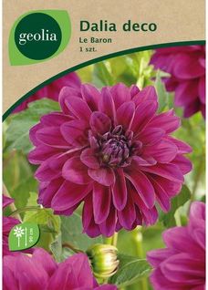 Geolia Dalia kaktusowa Le Baron - Ceny i opinie - Ceneo.pl
