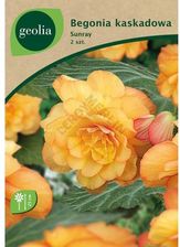 Geolia Begonia zwisająca Sunray - Ceny i opinie - Ceneo.pl