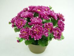 CHRYZANTEMA doniczkowa sztuczny dąbek w doniczce na grób (589) purpura - Opinie i atrakcyjne ...