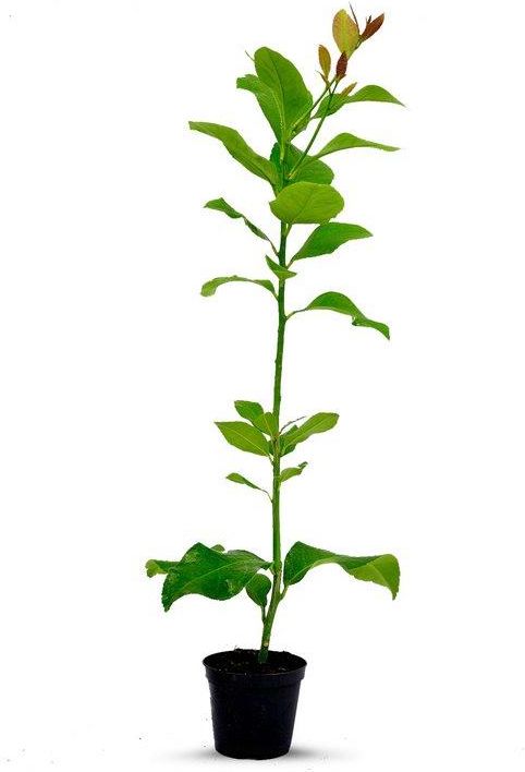 Cytryna Florentina sadzonka - Ceny i opinie - Ceneo.pl