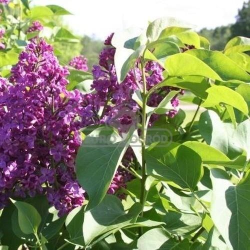Bez - Lilak pospolity 'Congo' ( Syringa vulgaris 'Congo' ) - Ceny i ...