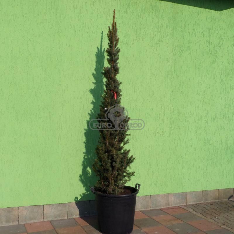Świerk kłujący 'Iseli Fastigiate' (Picea pungens 'Iseli Fastigiate ...