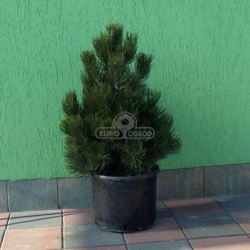 Sosna bośniacka 'Malinki' (Pinus leucodermis 'Malinki') - Ceny i opinie ...