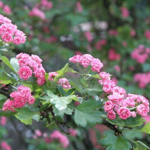 Głóg pośredni 'Paul's Scarlet' ( Crataegus media 'Paul's Scarlet ...