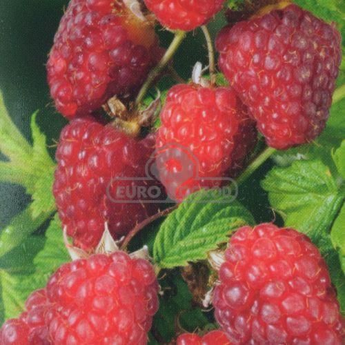 Malina 'Pokusa' (Rubus idaeus 'Pokusa') - Ceny i opinie - Ceneo.pl