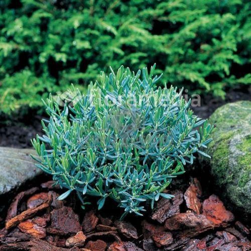 Modrzewnica pospolita 'Blue Ice' ( Andromeda polifolia 'Blue Ice ...