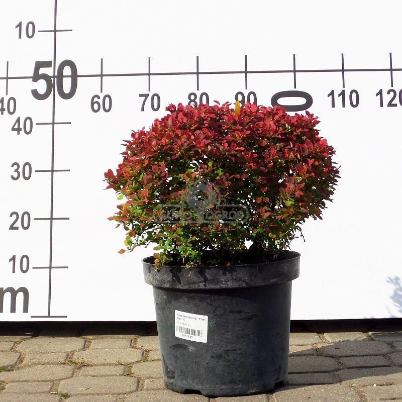 Berberys Thunberga 'Fireball' (Berberis thunbergii 'Fireball') - Ceny i ...