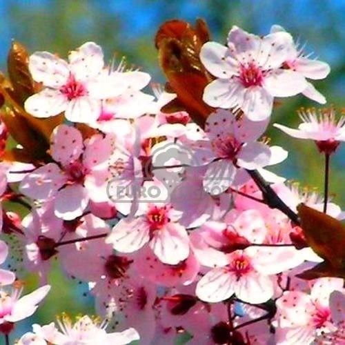 Wiśnia różowa 'Pendula Rubra' ( Prunus pendula 'Pendula Rubra' ) - Ceny ...
