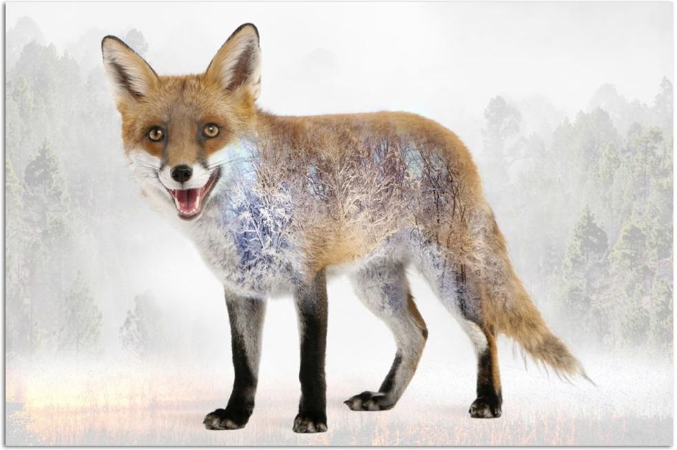 Brązowy lis, Obraz na płótnie - Canvas - Opinie i atrakcyjne ceny na ...
