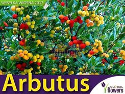 Dream-Garden Drzewko Truskawkowe (Arbutus Unedo) Sadzonka - Ceny i ...