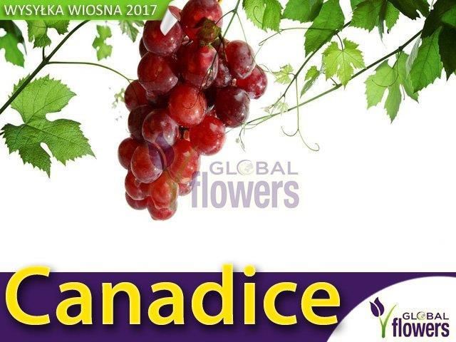 Global Flowers Winorośl Canadice bezpestkowa Vitis Canadice Sadzonka ...
