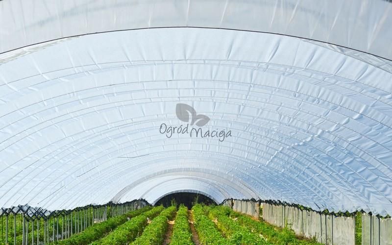 Warter Polymers Polska Folia Ogrodnicza - Tunelowa Zielona Szerokość ...