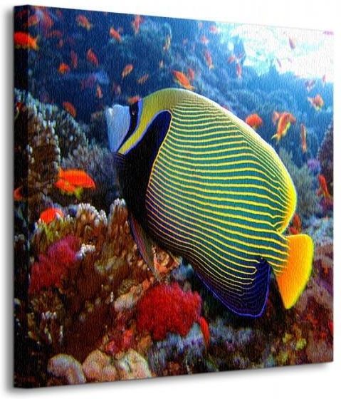 Ustniczek cesarski Ryba Morska - Obraz 40x40 cm - Opinie i atrakcyjne ...