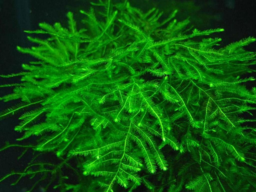 Mech Taiwan Moss Taxiphyllum Alternans sp. 5cm - Ceny i opinie - Ceneo.pl