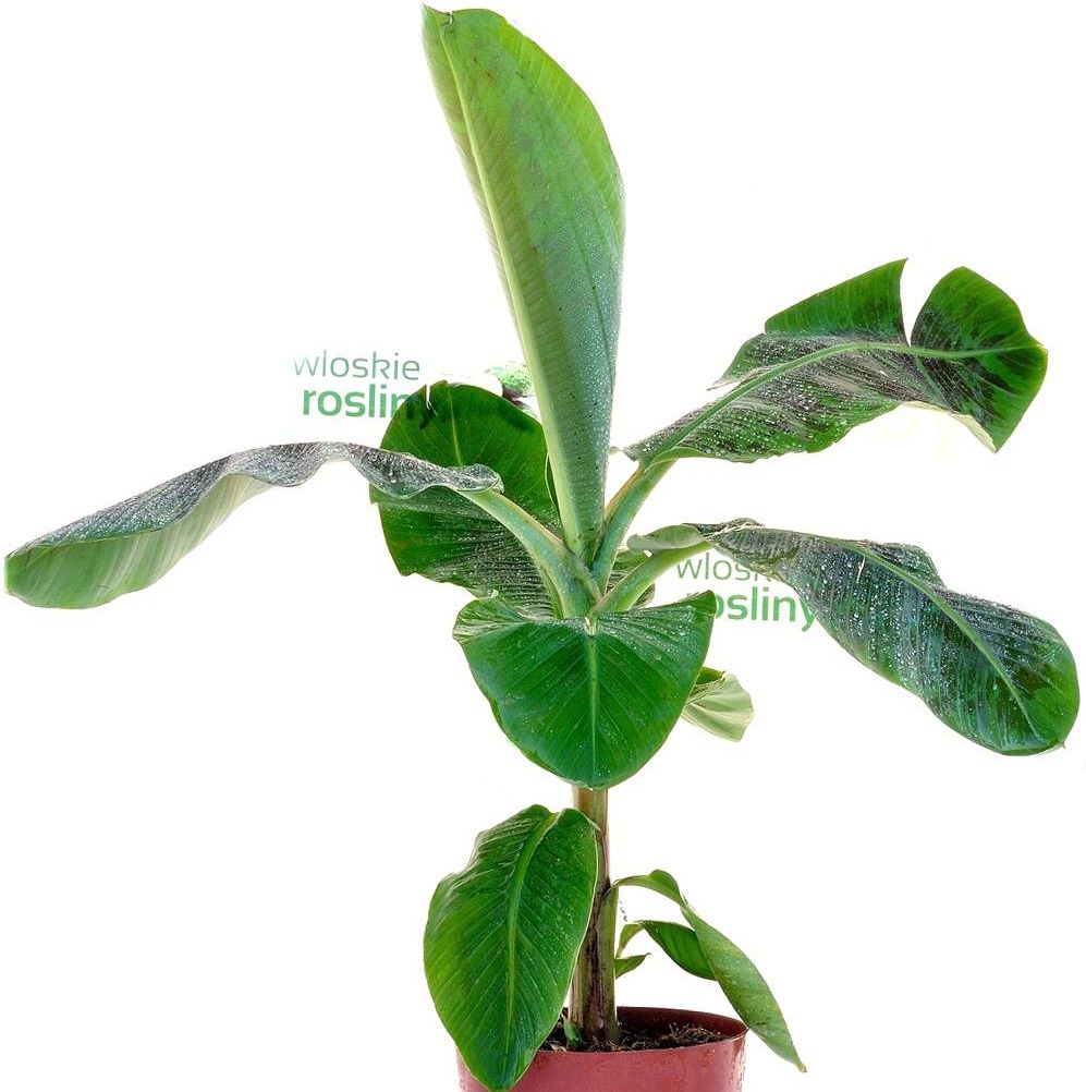 Bananowiec Musa Super Dwarf Cavendish drzewo - Ceny i opinie - Ceneo.pl