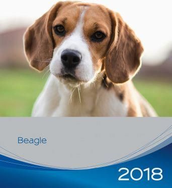 Trixie Kalendarz Beagle (TX-12548) - Ceny i opinie - Ceneo.pl