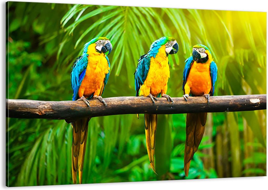 Obraz na płótnie Papugi na Gałęzi AA70x50-2696 - Opinie i atrakcyjne ...