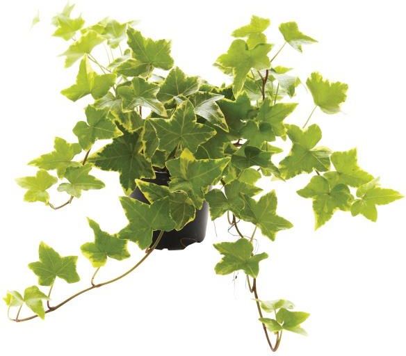 Hedera Mix 15 D9 - Ceny i opinie - Ceneo.pl