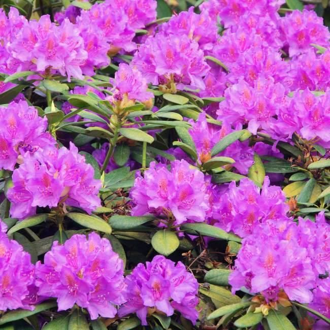 Rhododendron 40L - Ceny i opinie - Ceneo.pl