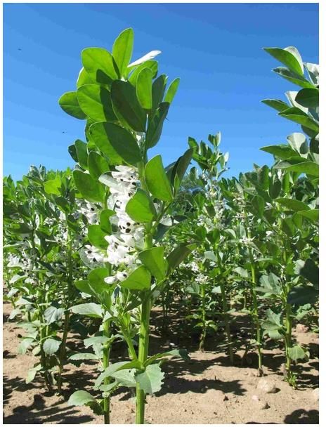 Granum Bobik Albus C1 25Kg - Ceny i opinie - Ceneo.pl