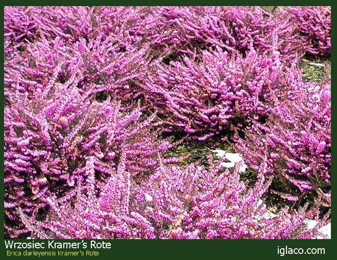 Wrzosiec Kramer's Rote ( Erica Kramer's Rote ) - Ceny i opinie - Ceneo.pl