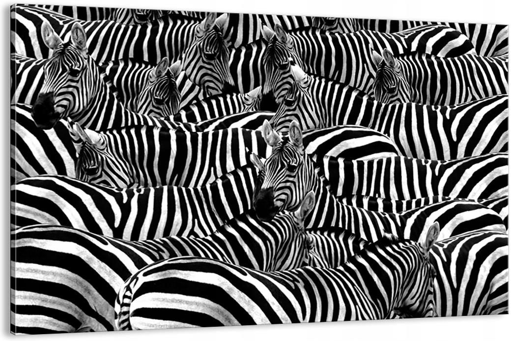 Obraz na płótnie zebra stado natura AA120x80-0340 - Opinie i atrakcyjne ...