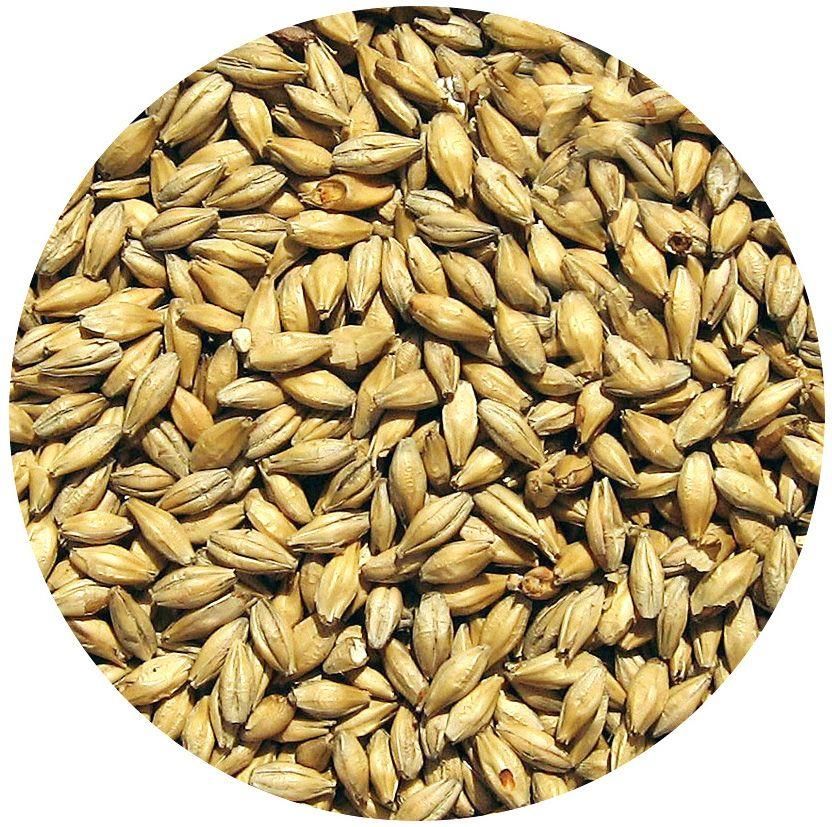 Słód Piwo Sahti 1 Kg Viking-Malt Strzegom - Ceny i opinie - Ceneo.pl
