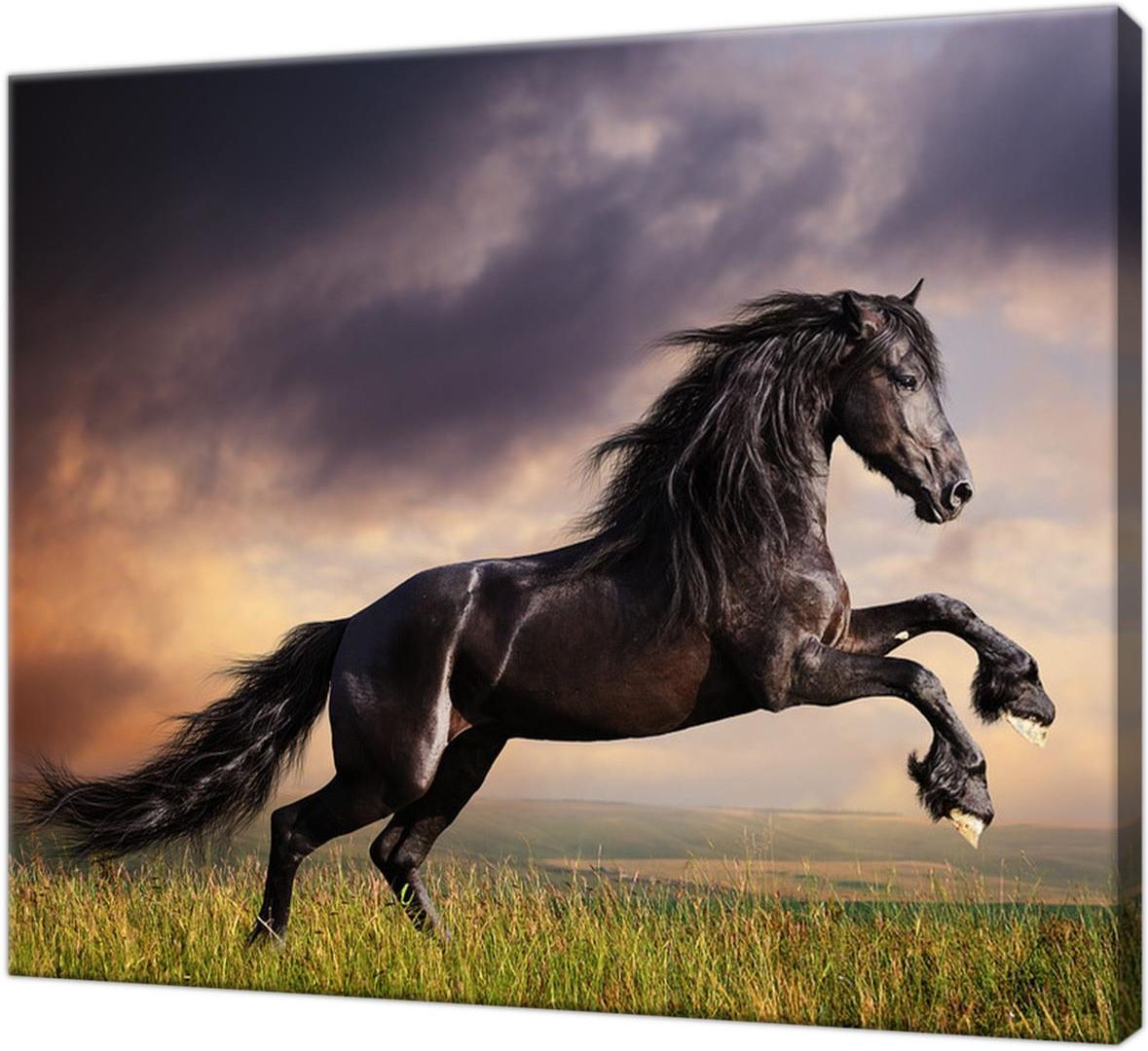 Koń Staje Dęba Obraz Drukowany 50X40Cm (1149A1R) - Opinie i atrakcyjne ...