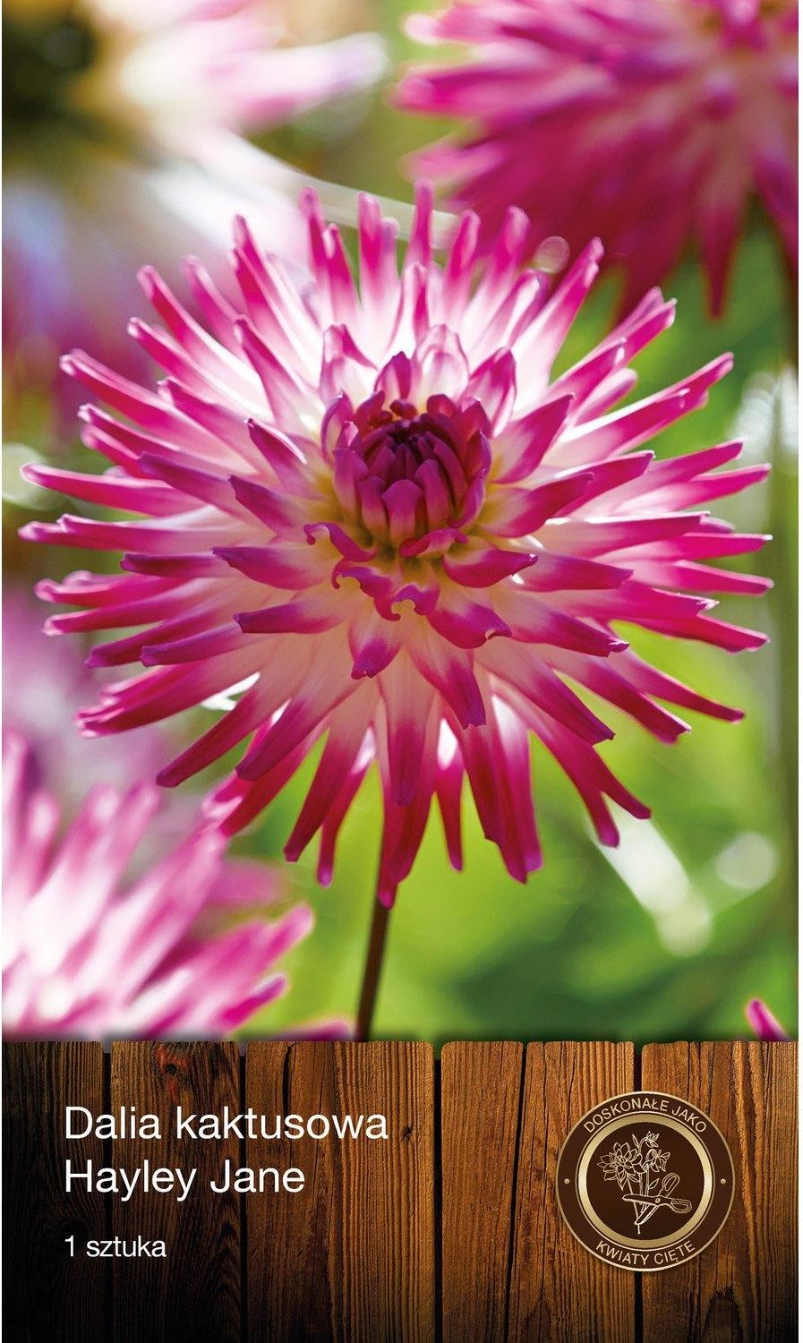 Obi Dalia Hayley Jane 1szt - Ceny i opinie - Ceneo.pl