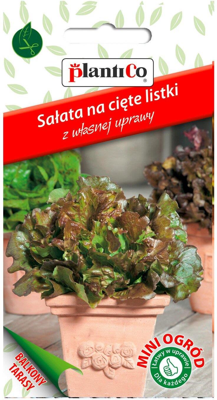Plantico Sałata Kędzierzawa Czerwona Mini Ogród - Ceny i opinie - Ceneo.pl