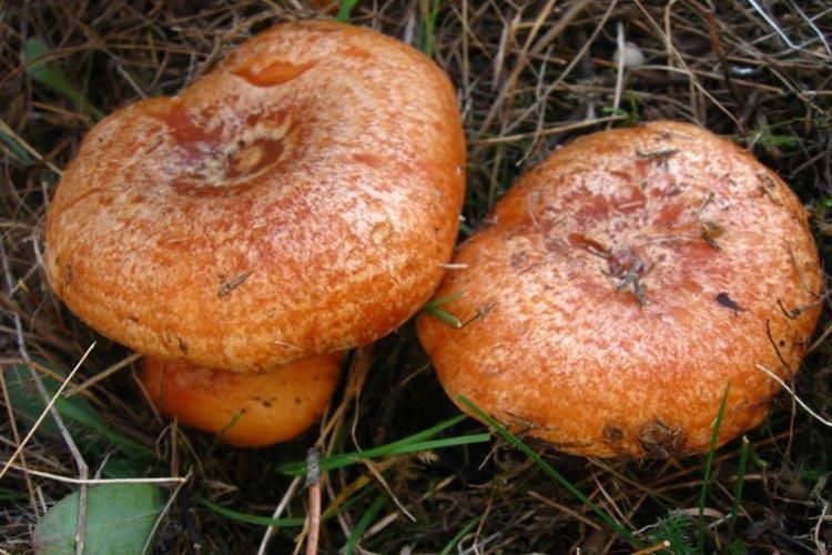 2 X Grzybnia Rydza, Mleczaj Rydz Grzyby leśne - Ceny i opinie - Ceneo.pl