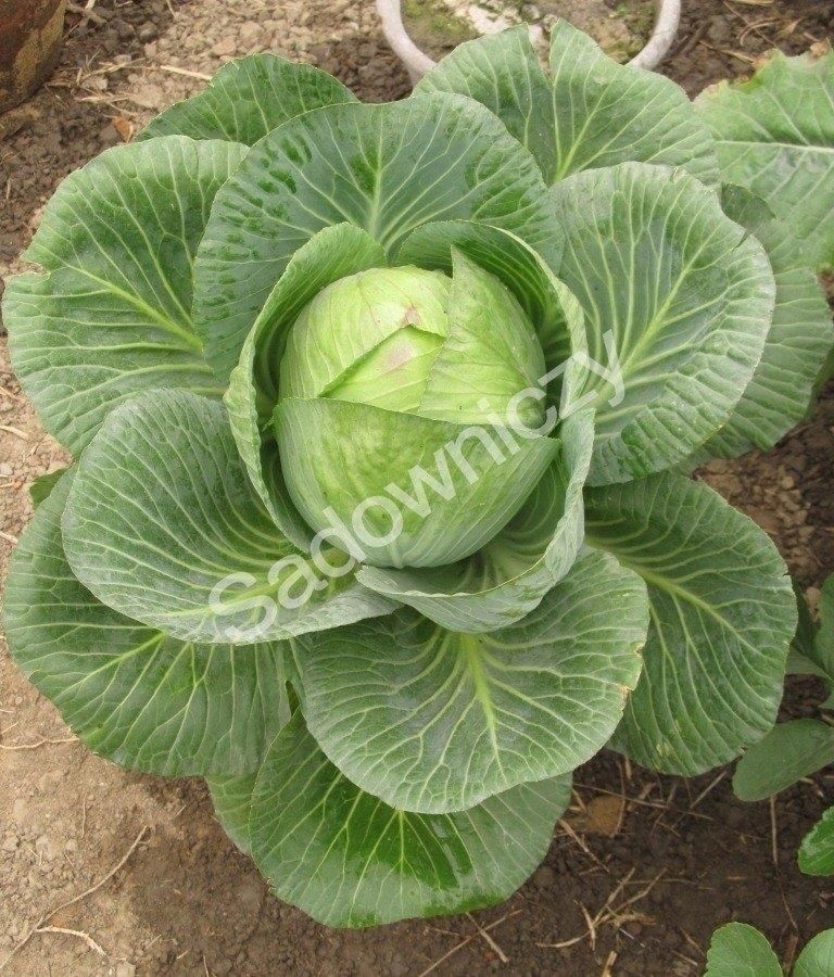 Kapusta głowiasta biała Szarada Późna Mieszaniec F - Ceny i opinie ...