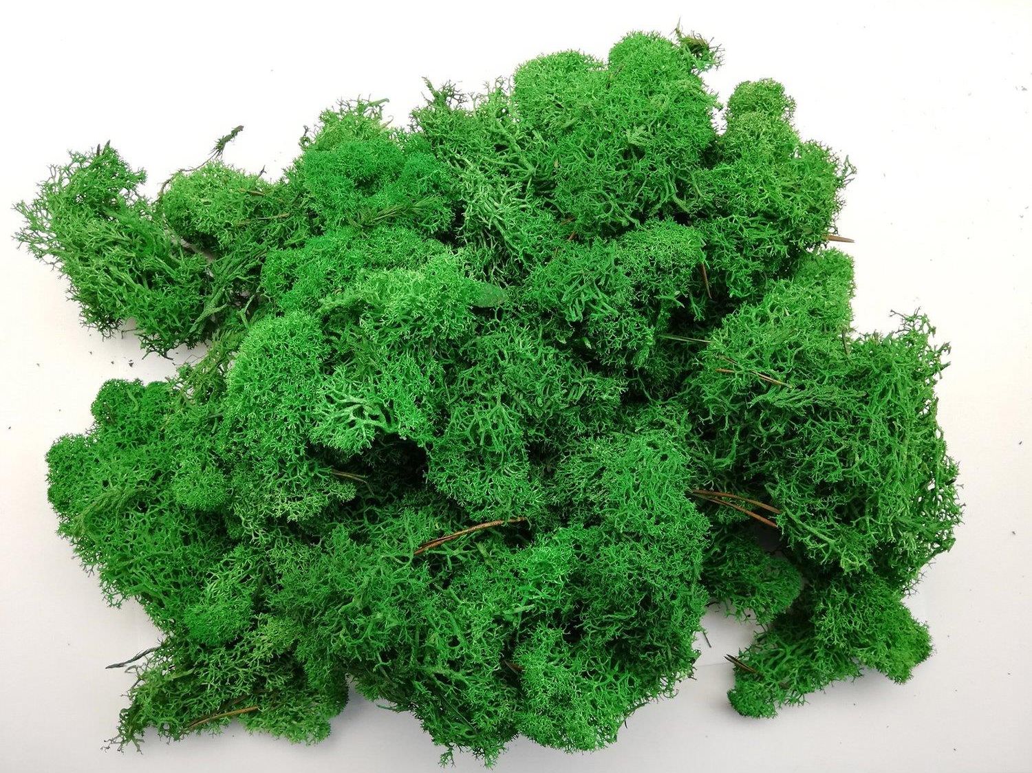 Tajemniczy Ogród Mech Chrobotek 250G Ciemno Zielony (6384572) - Ceny i ...