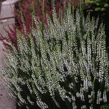 Wrzos pospolity REINI ( Calluna vulgaris REINI ) - Ceny i opinie - Ceneo.pl