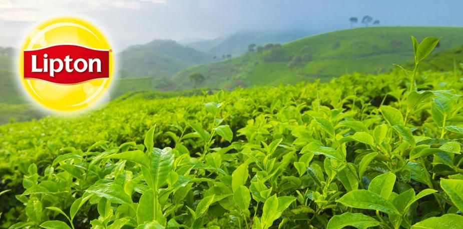 Herbata Lipton Variety Pack 12 smaków 180szt. - Ceny i opinie - Ceneo.pl