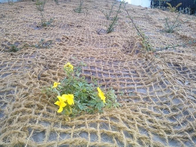 Geomat Mata Kokosowa Antyerozyjna Geomanet K400 Eko 50x2m (100m2 ...