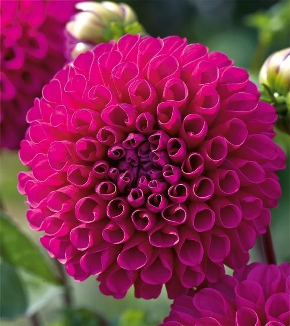 Dalia Kulista Addison June 1szt - Ceny i opinie - Ceneo.pl