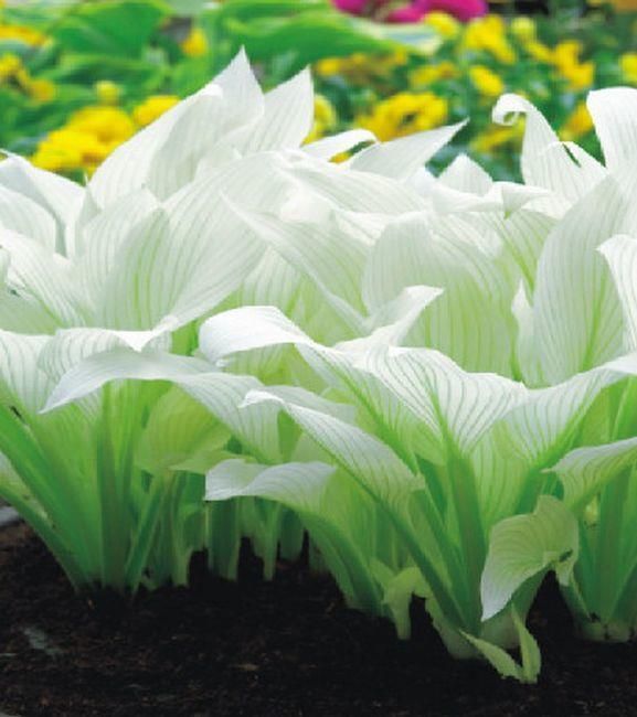 Hosta Funkia White Feather 1szt - Ceny i opinie - Ceneo.pl