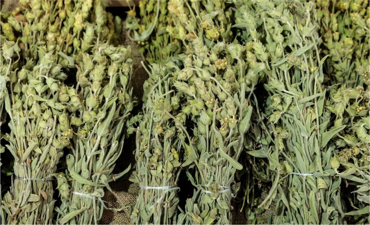 Herbata Vitafarm Gojnik BIO Herbata Górska 200g - Ceny i opinie - Ceneo.pl