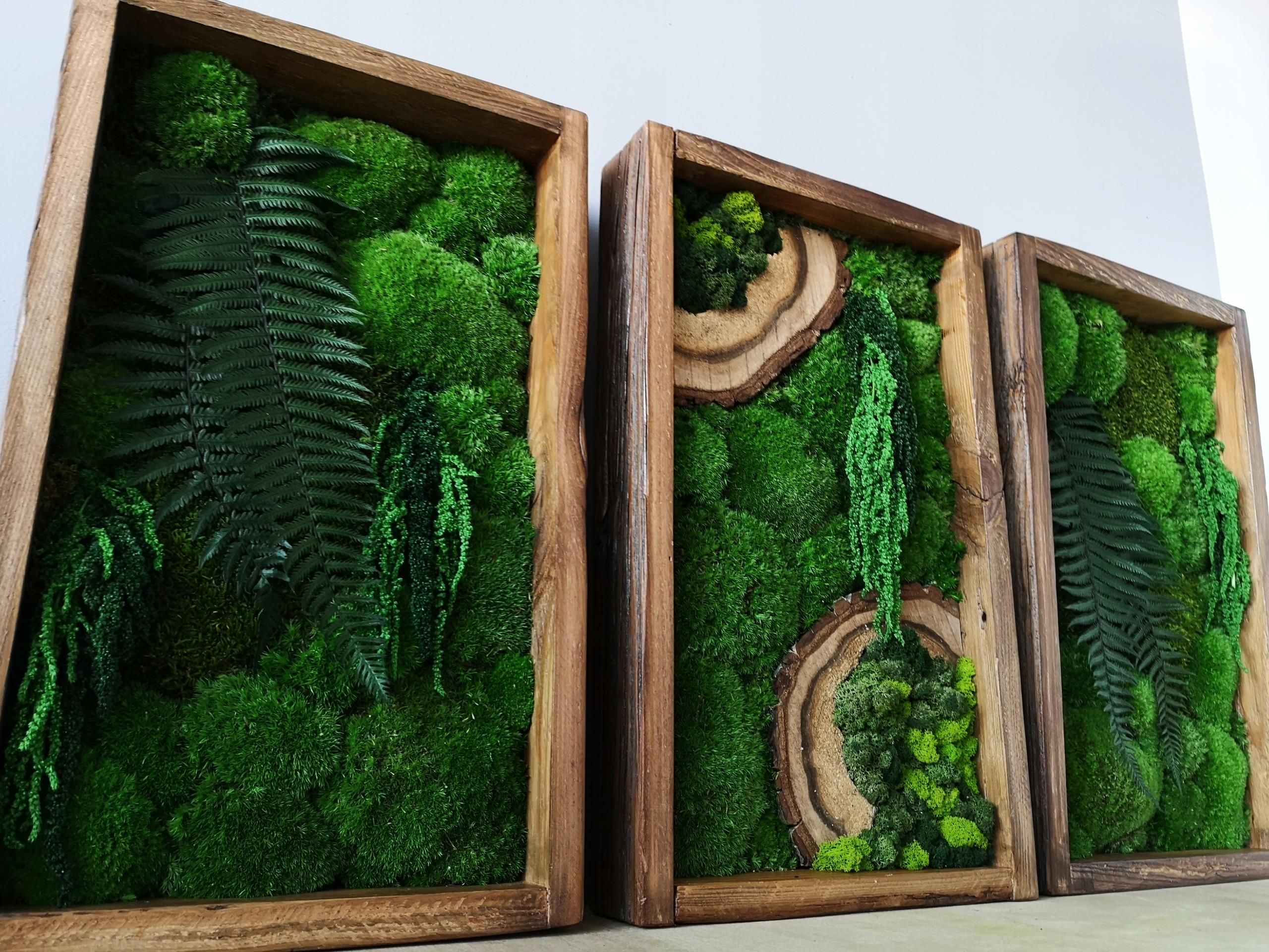 Obraz Z Mchu Mech Rośliny Stabilizowane Chrobotek - Opinie i atrakcyjne ...