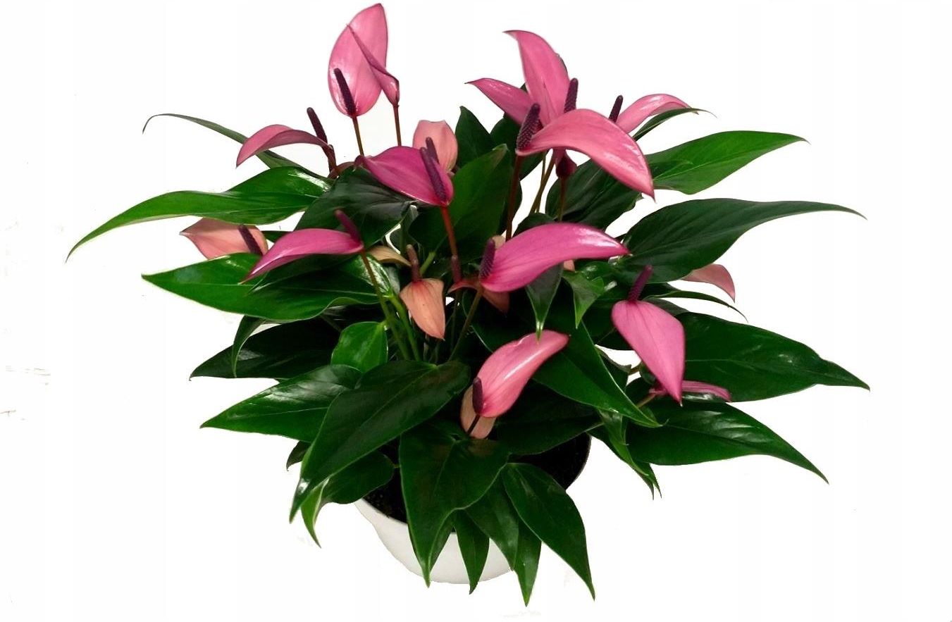 ANTHURIUM 'ZIZOU' PURPLE P17 H30 - Ceny i opinie - Ceneo.pl