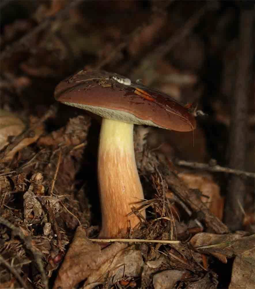 Grzybnia Podgrzybek Brunatny grzyby w ogrodzie - Ceny i opinie - Ceneo.pl