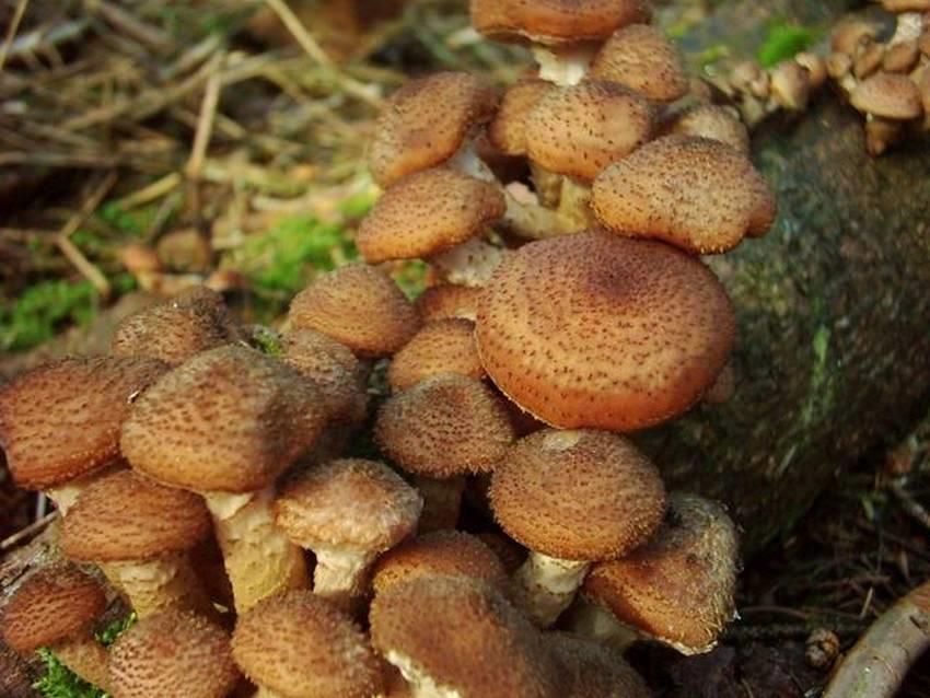 Opieńka Miodowa grzybnia na kołkach Grzyby Leśne - Ceny i opinie - Ceneo.pl