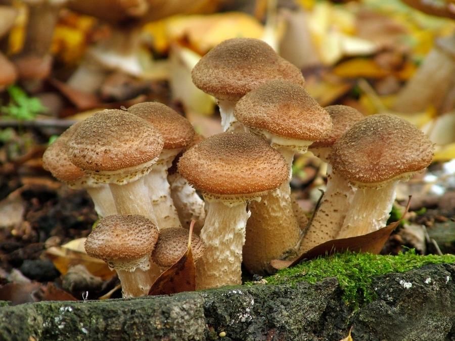 Opieńka Miodowa grzybnia na kołkach Grzyby Leśne - Ceny i opinie - Ceneo.pl